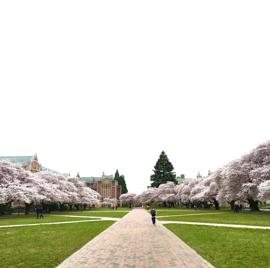 ワシントン大学の桜 UW Cherry blossoms | WORLD TRAVEL STATION